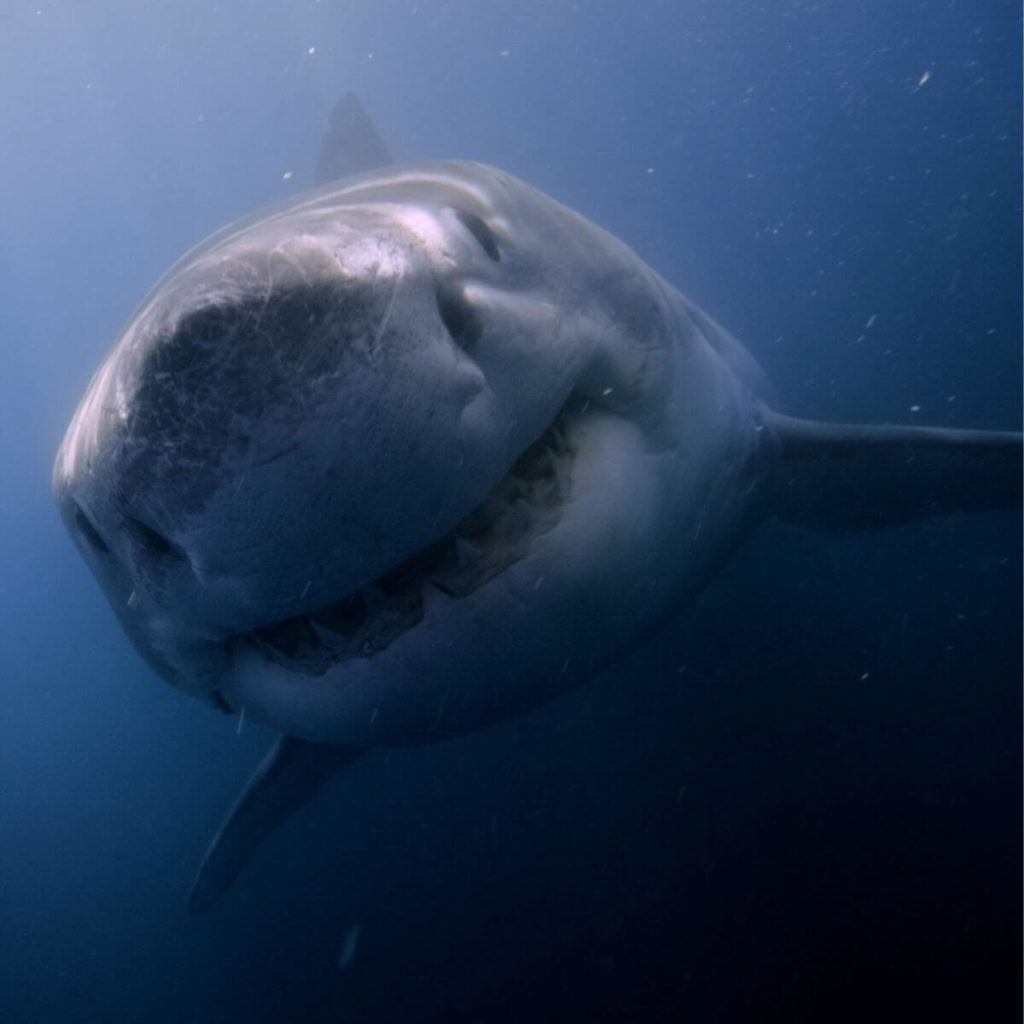 Best National Geographic Shark Documentaries on Disney Plus