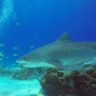 Best National Geographic Shark Documentaries on Disney Plus